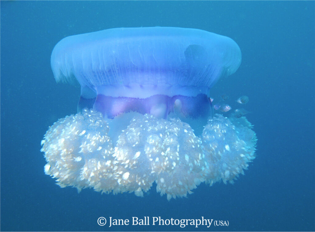 Fiji Jellyfish with Tiny School – Jane Ball Photography