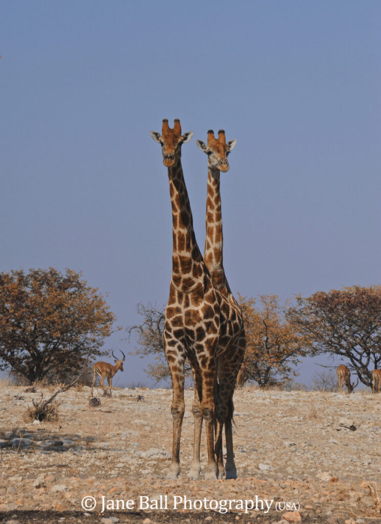 Giraffes at Andersson’s Camp, Namibia – Jane Ball Photography