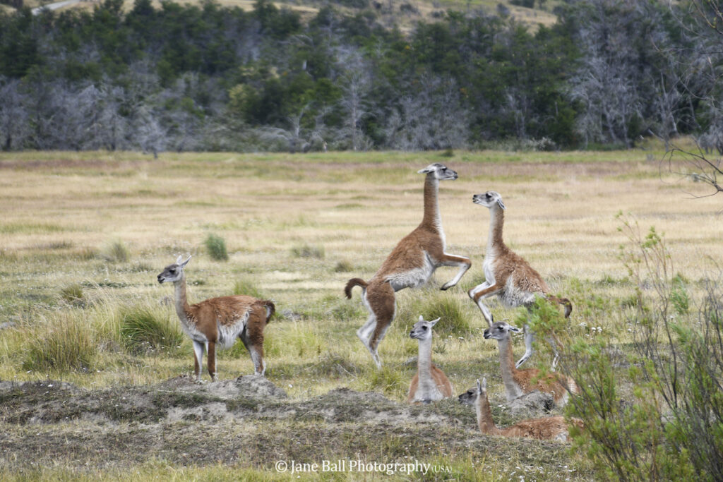 Patagonia National Park – Fighting Guanacos – Jane Ball Photography